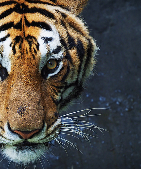 Help us more protect animals - L'Aquarium de Paris