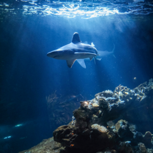 Requins - L'Aquarium de Paris