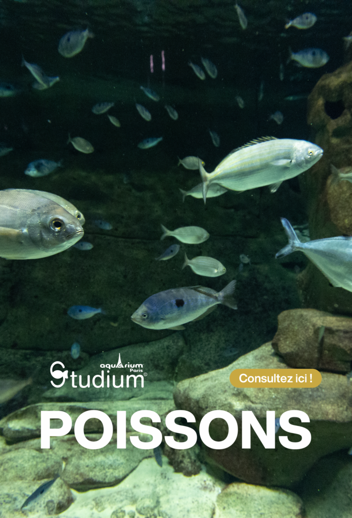 POISSON STUDIUM - L'Aquarium de Paris