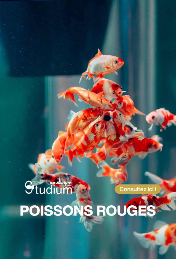 POISSONS ROUGES STUDIUM - L'Aquarium de Paris